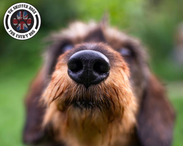 UK SNIFFER DOGS BEGINNERS