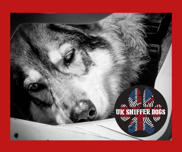 UK Sniffer Dogs 121 Package